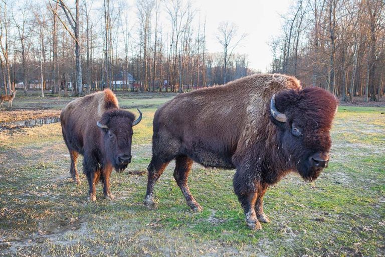 Our Animals - Safari - Cypress Point Resort - Brandon, MS