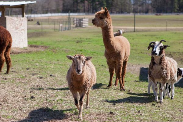 Our Animals - Safari - Cypress Point Resort - Brandon, MS