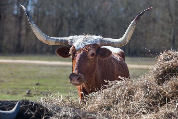 Our Animals - Safari - Cypress Point Resort - Brandon, MS