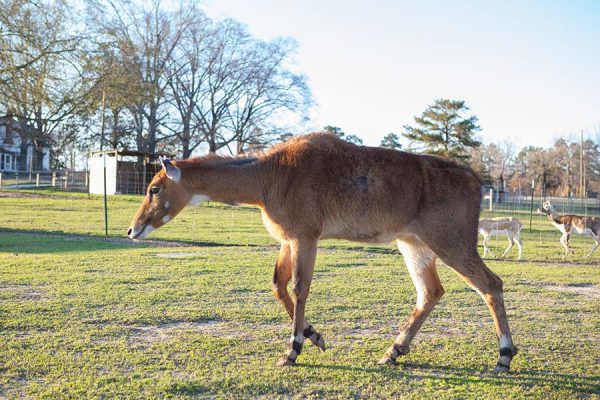 Our Animals - Safari - Cypress Point Resort - Brandon, MS